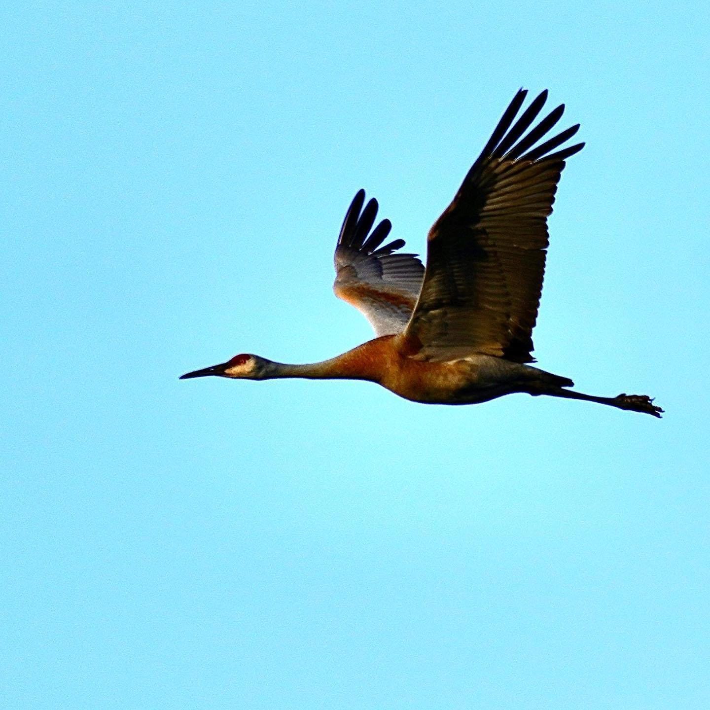 Iconic Sandhill cranes face mass die-off in bird flu outbreak