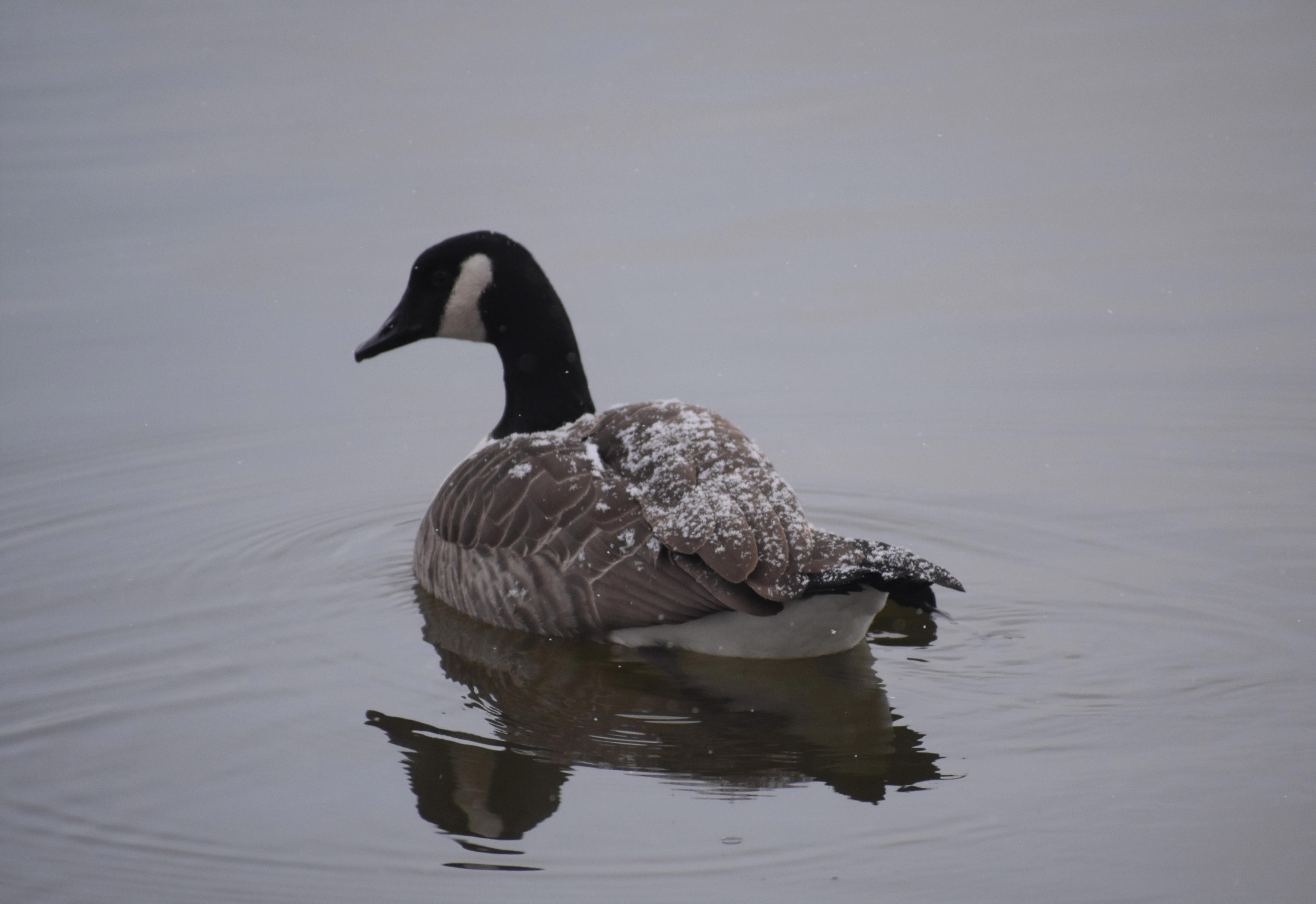 Timnath warns about bird flu in geese at reservoir. What to know about ...