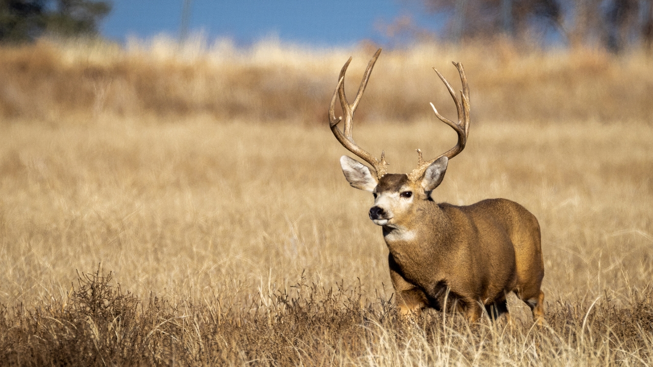 Deer Hunting Tactics That Still Fill Freezers