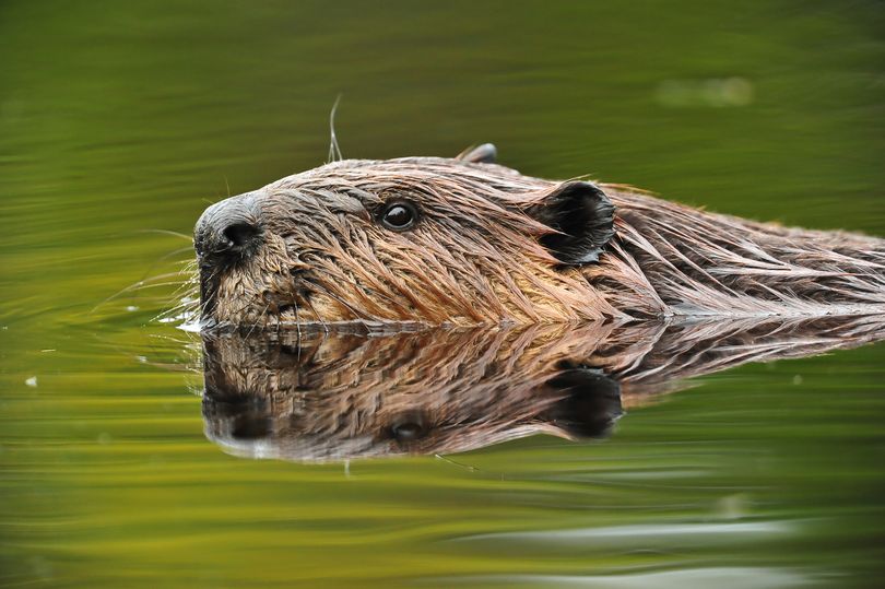 New England beaver law set to change for first time in centuries