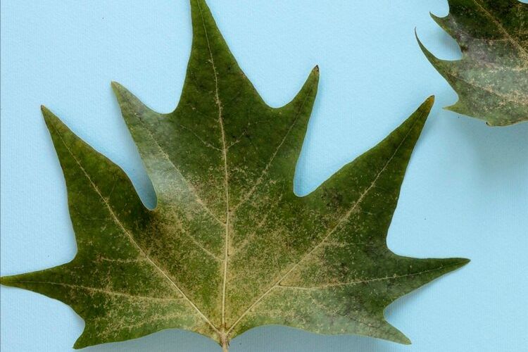 Simak! 6 Manfaat Daun Jarak untuk Kesehatan, Salah Satunya Efektif ...