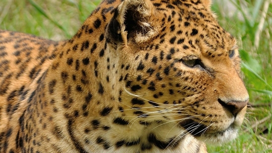 Leopard captured after 20-day search near RBI currency printing ...