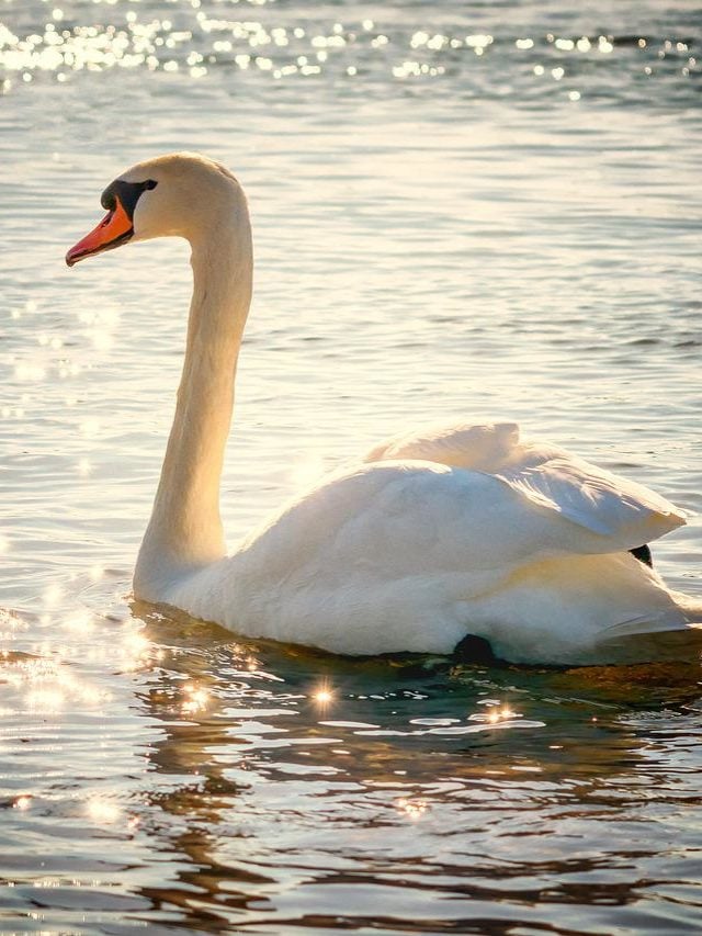 Certas aves chamam atenção pelo porte e pela capacidade de voo