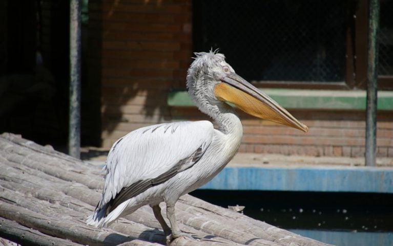 Descubra quais são as maiores aves do planeta