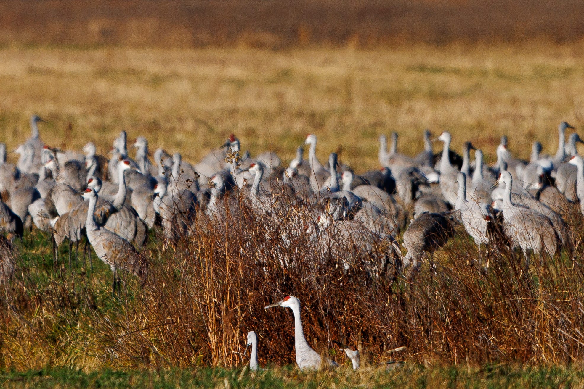Indiana bird flu cases explode, killing chickens, sandhill cranes, other waterfowl