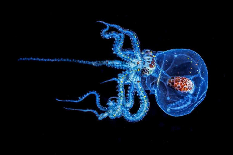 Incredible Video Shows Scientists Coming Across Two Underwater Cities ...