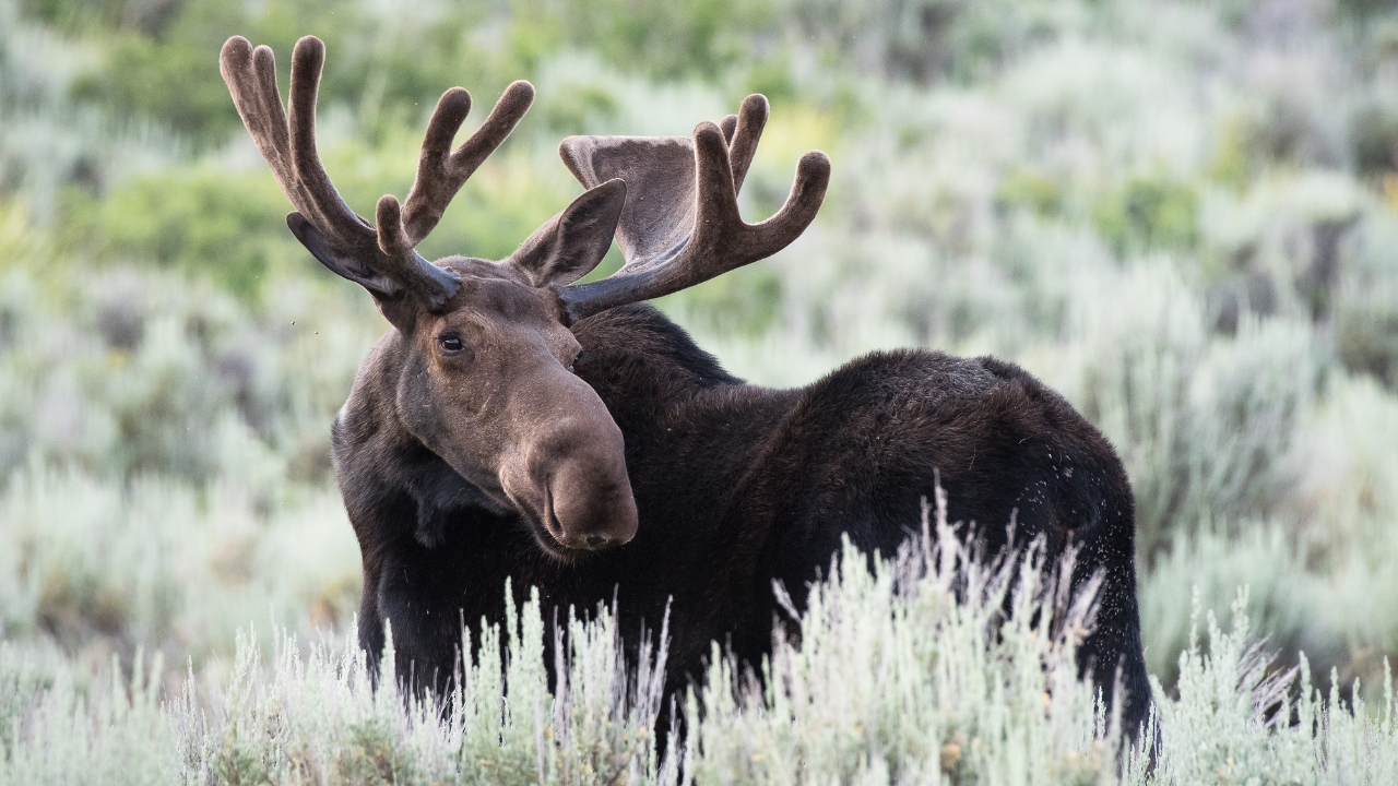 7 animals that don’t look dangerous until they’re already too close