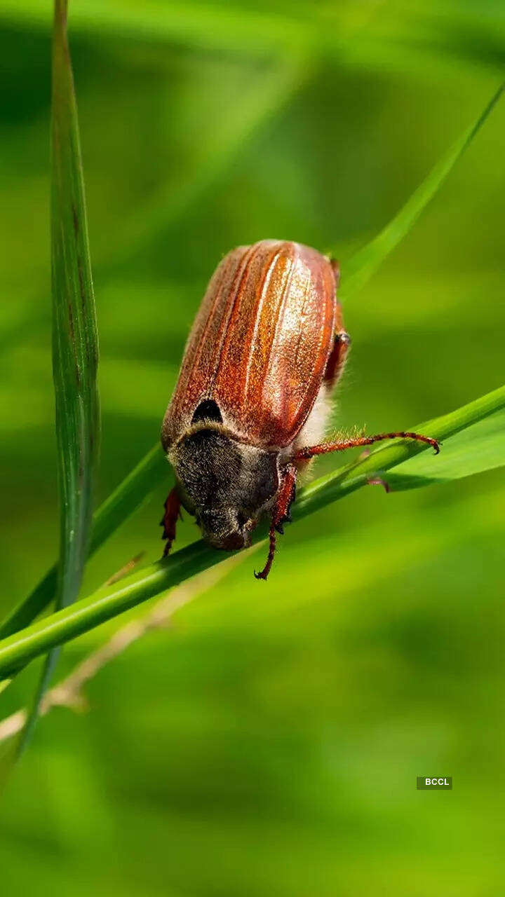 10 animals with shortest life’s span