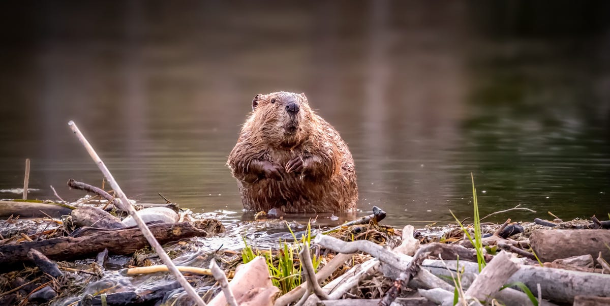 Beavers to be reintroduced into wild across England for first time in ...