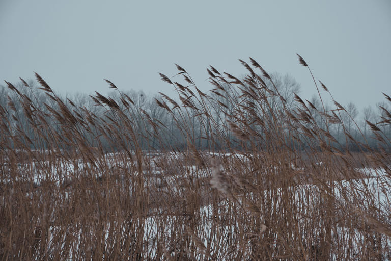 Chicago weather: Wind advisory, gusts upwards of 45 mph could lead to ...