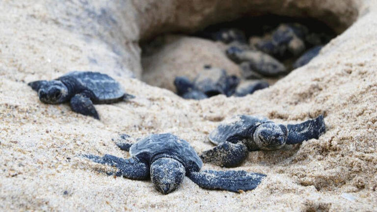 Anand Mahindra finds ‘vote of confidence in future’ amid ‘noise’ as ...