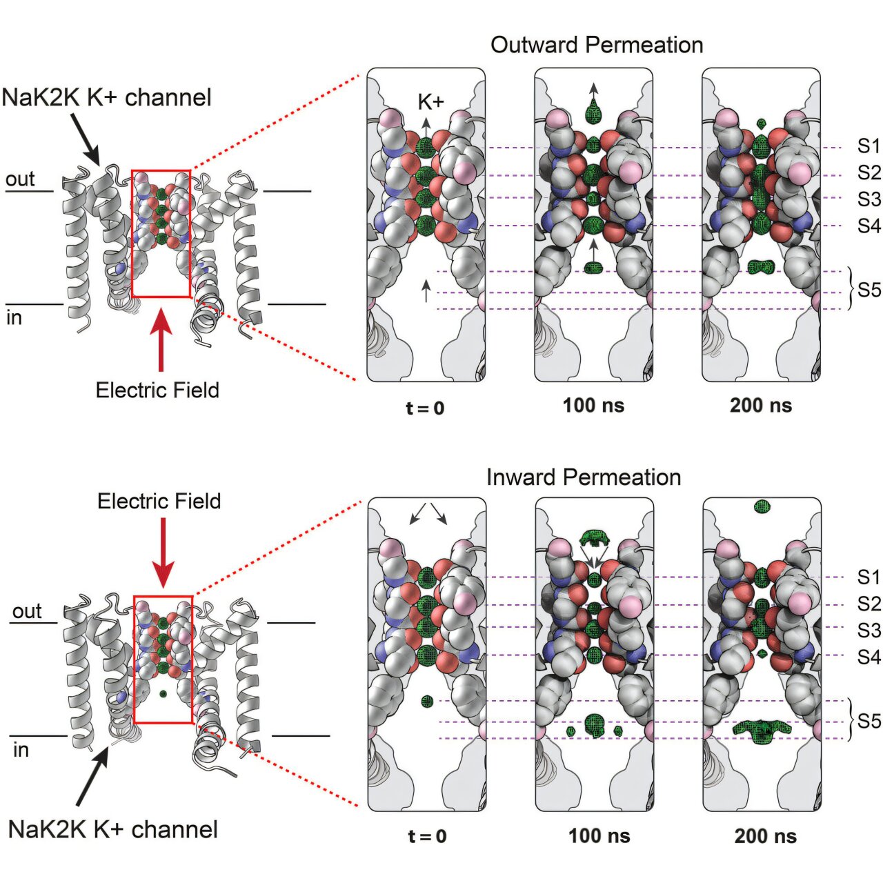 New X-ray technology captures proteins in motion