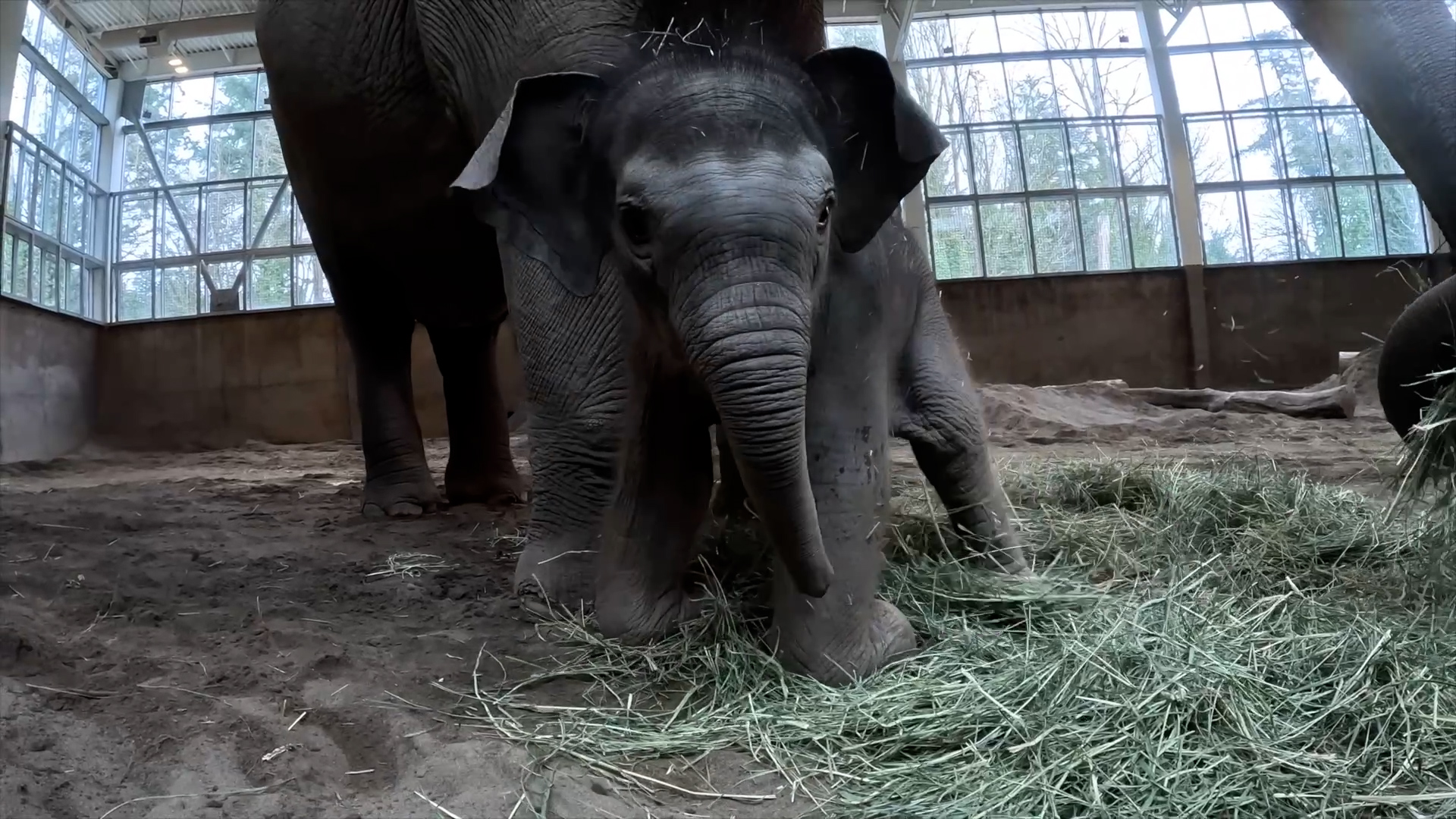 RAW VIDEO: ‘Cutest’ Baby Elephant Tula-Tu Makes Public Debut At Oregon Zoo