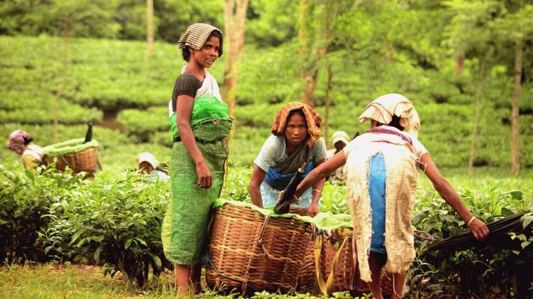 Tea industry welcomes Assam govt policy of promoting renewable energy