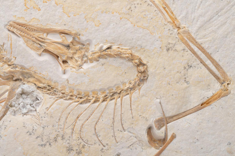 Newly Discovered Jurassic Bird Rewrites History