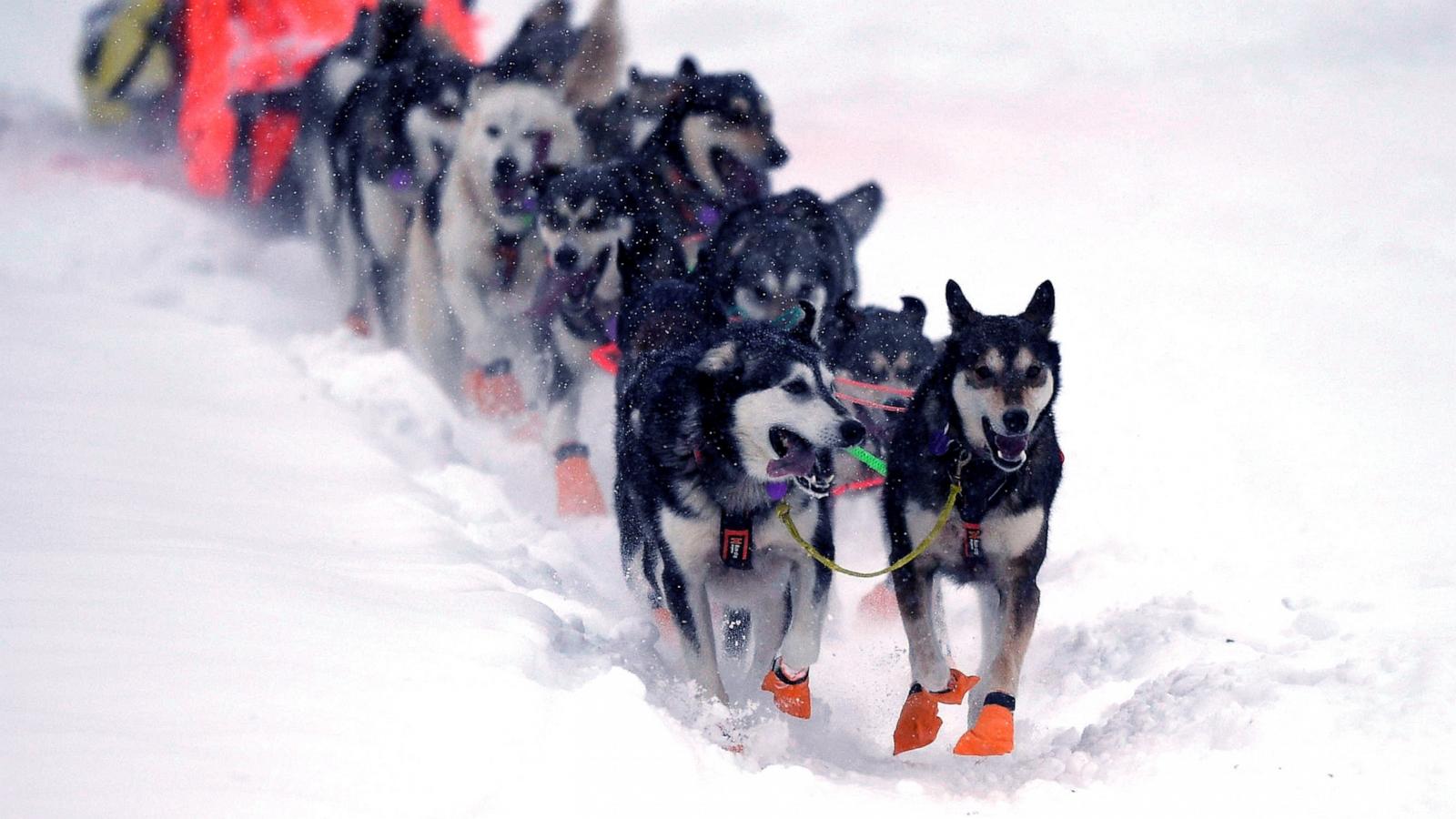 Animal abuse allegations spark movement to end Iditarod sled dog race