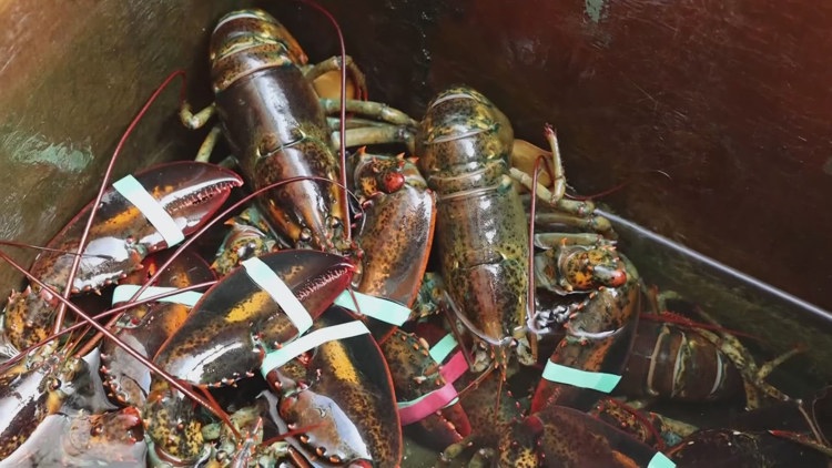 US lobster catch drops as crustaceans migrate to colder Canadian waters