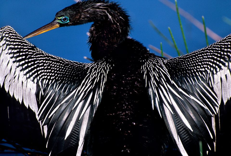 The Everglades Foundation Surpasses $75 million Goal in First Endowment ...