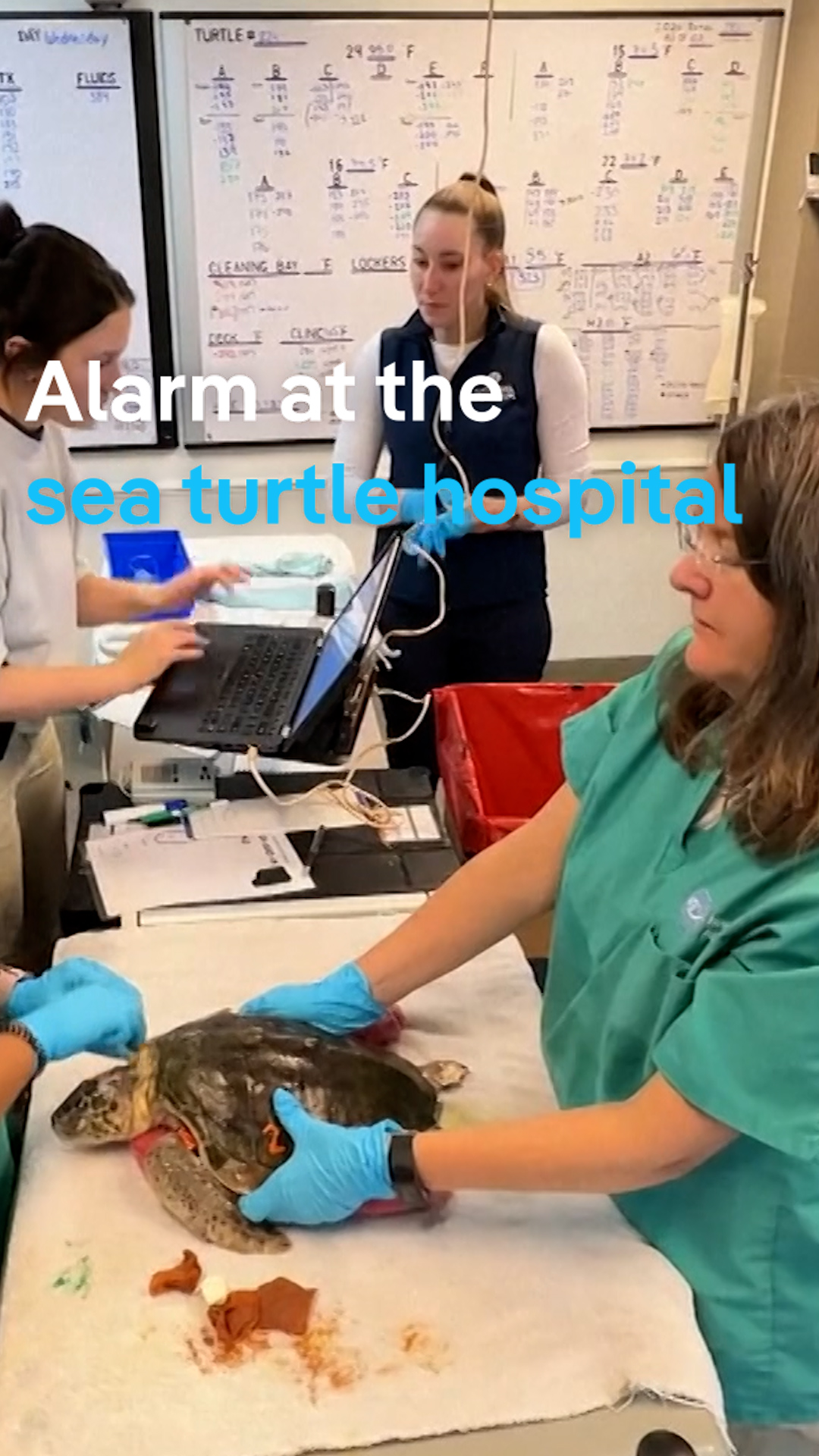 USA: Hospital treats hundreds of cold stunning sea turtles