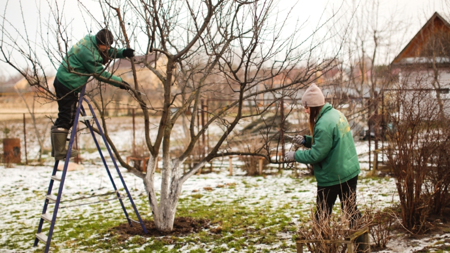 Why and How to Winter Prune Fruit Trees
