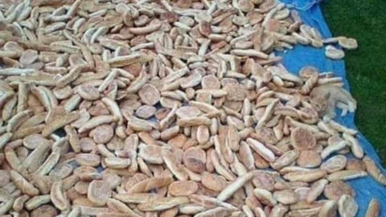 If you find the hidden cat in this optical illusion, you'll be crowned ...