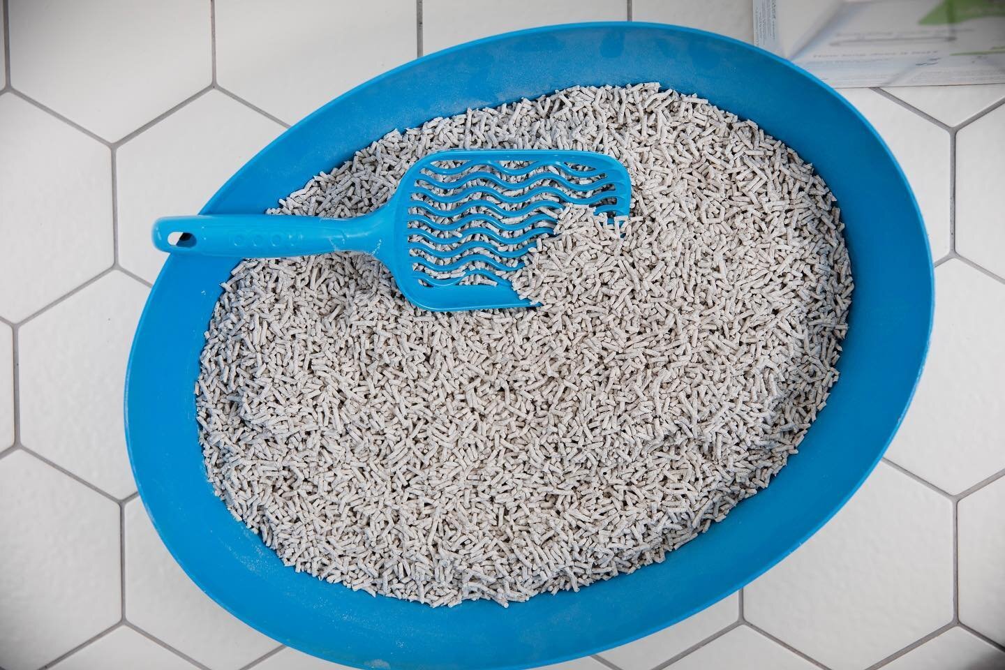 10 alternatives for clay cat litter that work