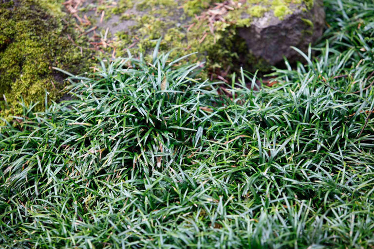 How to use monkey grass to edge walkways and flower beds