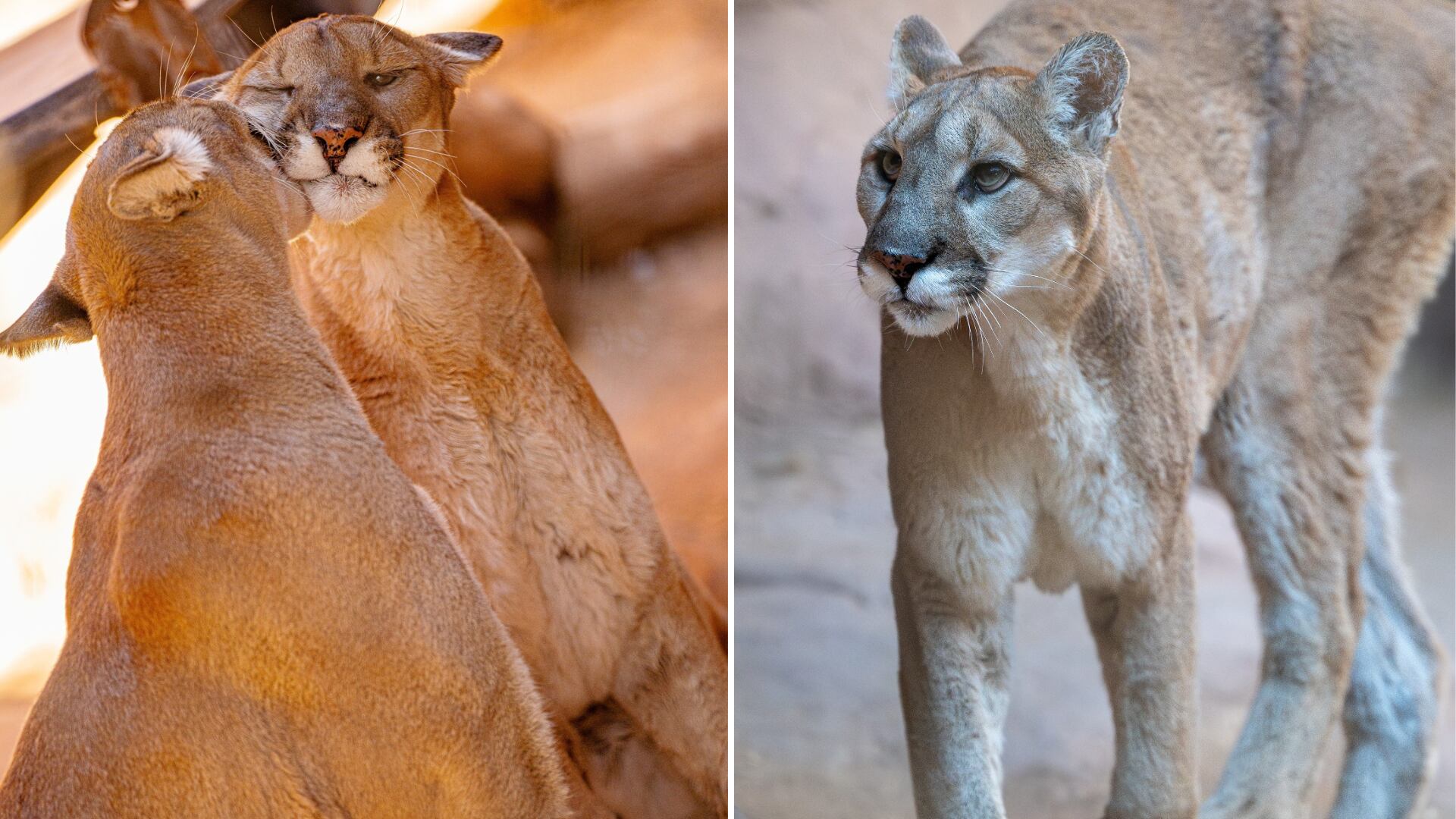 Phoenix Zoo mountain lion Sierra euthanized due to kidney failure