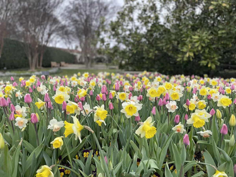 7 places to find tulips in Texas 2026