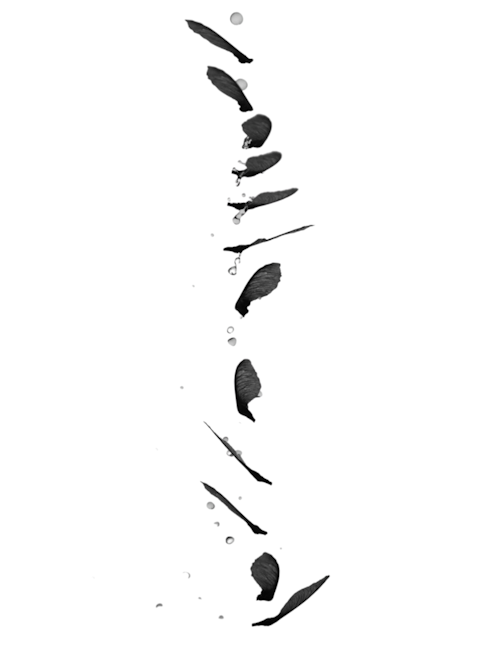 Maple seeds’ unique spinning motion allows them to travel far even in ...