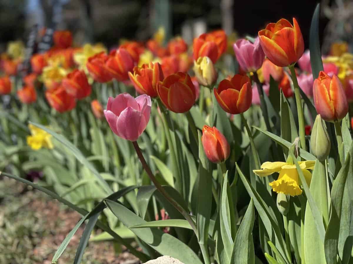7 places to find tulips in Texas 2026