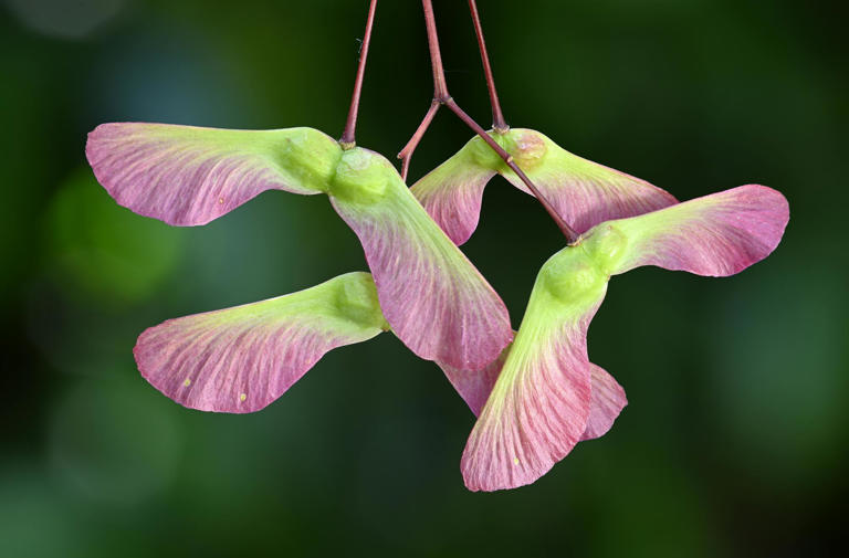 Maple seeds’ unique spinning motion allows them to travel far even in ...