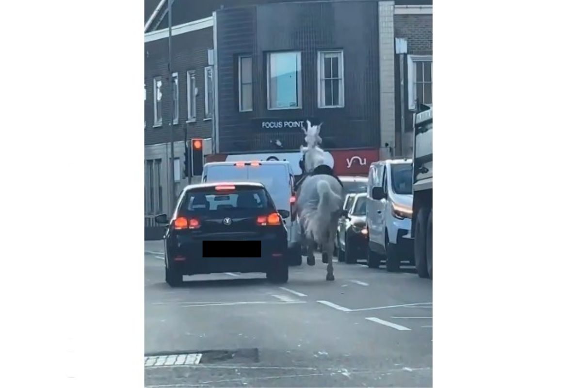 Horrifying footage shows horse frantically running through traffic in ...