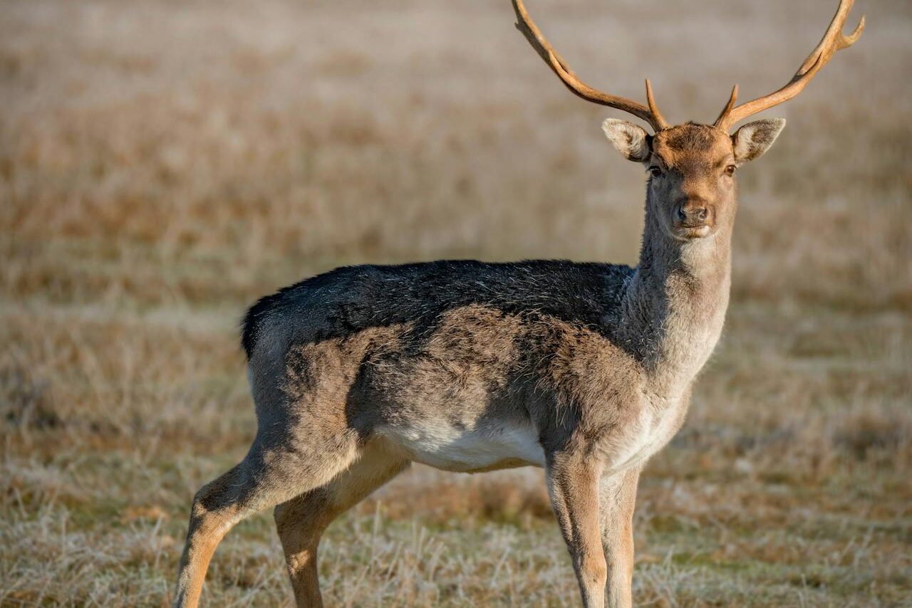 Oh Deer- States with the Most Deer, Where Hunters and Nature Lovers Flock