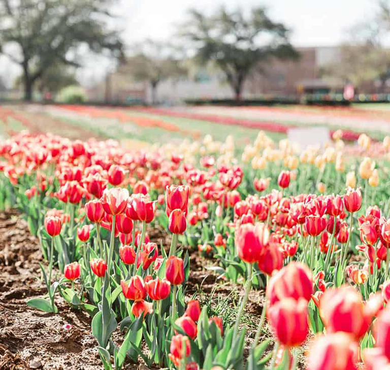 7 places to find tulips in Texas 2026