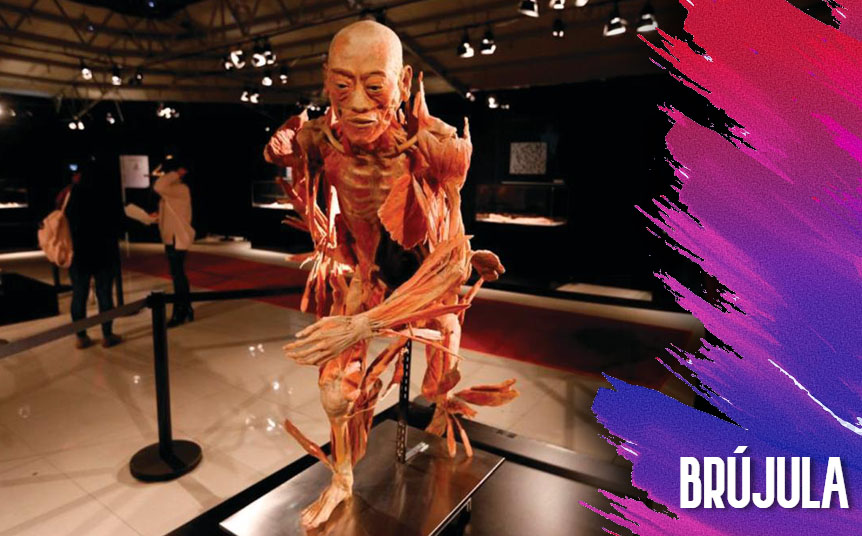 Explora el cuerpo humano en 'Our Body'