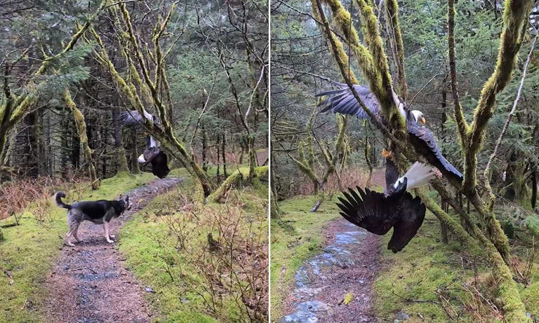 Incredible moment a hiker finds two bald eagles tangled up in a tree
