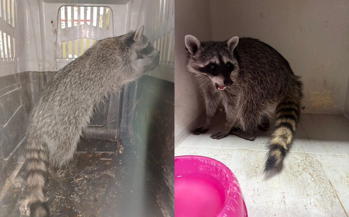 Rescatan a mapache del patio de una casa en el Campestre de Gómez Palacio