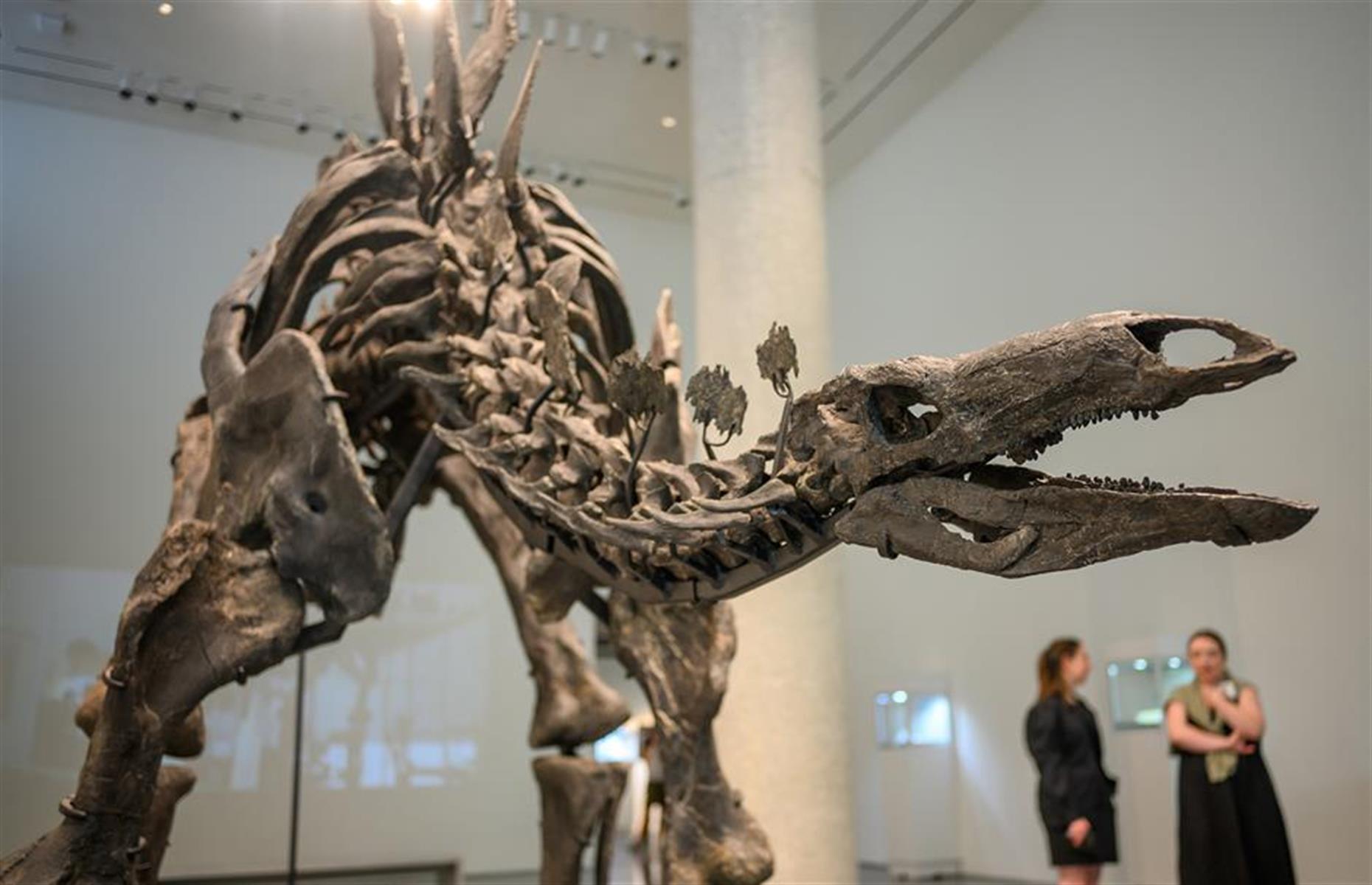 Uncover the world's 12 most valuable dinosaur fossils