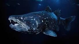 Animals That Were Rediscovered After Being Declared Extinct