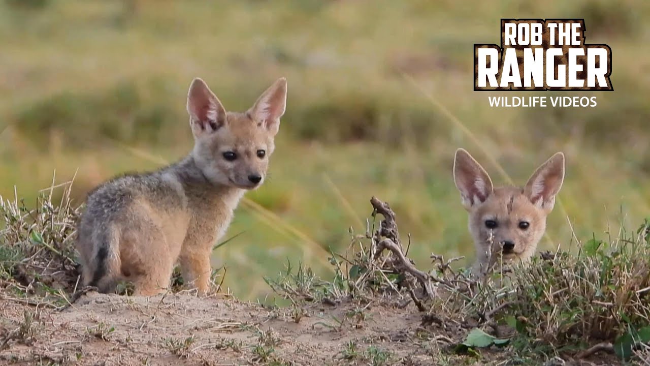 Black-backed jackals claim new den site in Maasai Mara safari