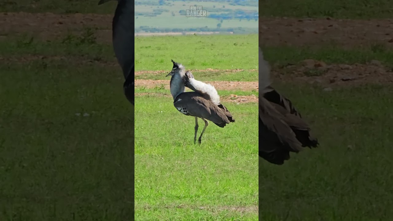 Kori Bustard’s Courtship Display Big Bird Bold Dance