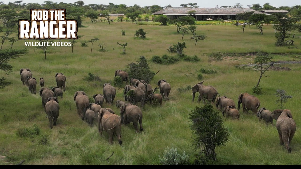 Elephants Move Around Lalashe Mara Ripoi Camp Captured by Drone