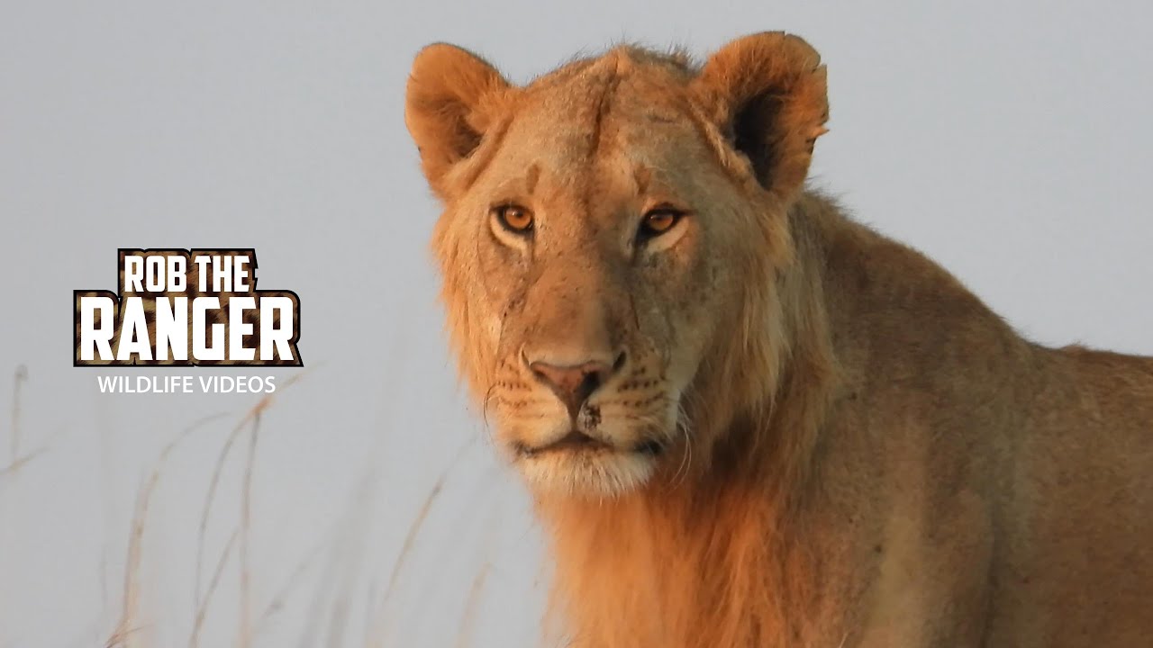 Join the Sub-Adult Male Lion of the Topi Lion Pride on a Sunrise Safari