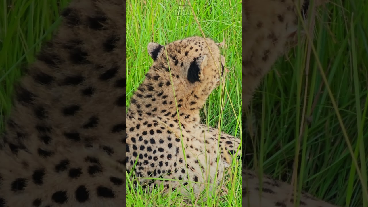 How the Majestic Oloti Male Cheetah Stalks the Wild Savannah Alone