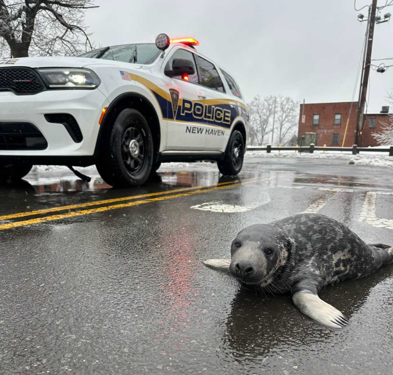 Seal On The Lam: Slippery Suspect Gives CT Cops The Flipper