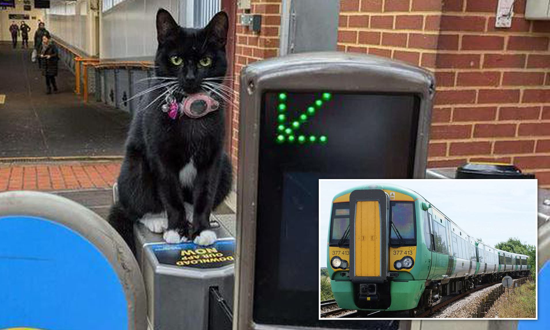 Meet the adventurous cat who took a train into London alone