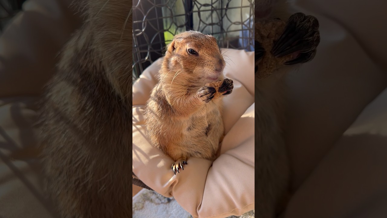 Morning Snack Time With Poppy the Prairie Dog