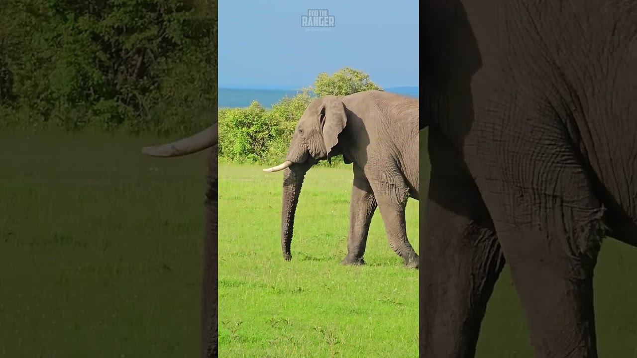 Beautiful Elephant Captured on Tape Roaming the Maasai Mara