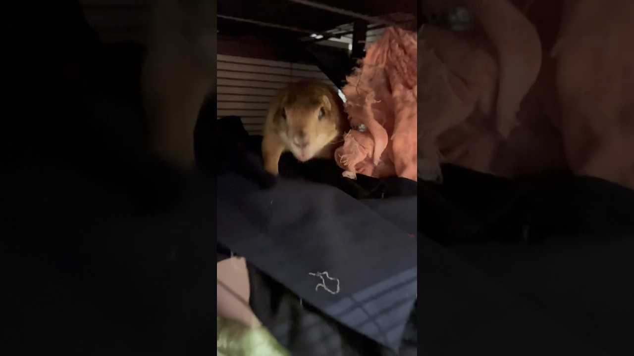 Sleepy prairie dog expresses excitement with a wahoo
